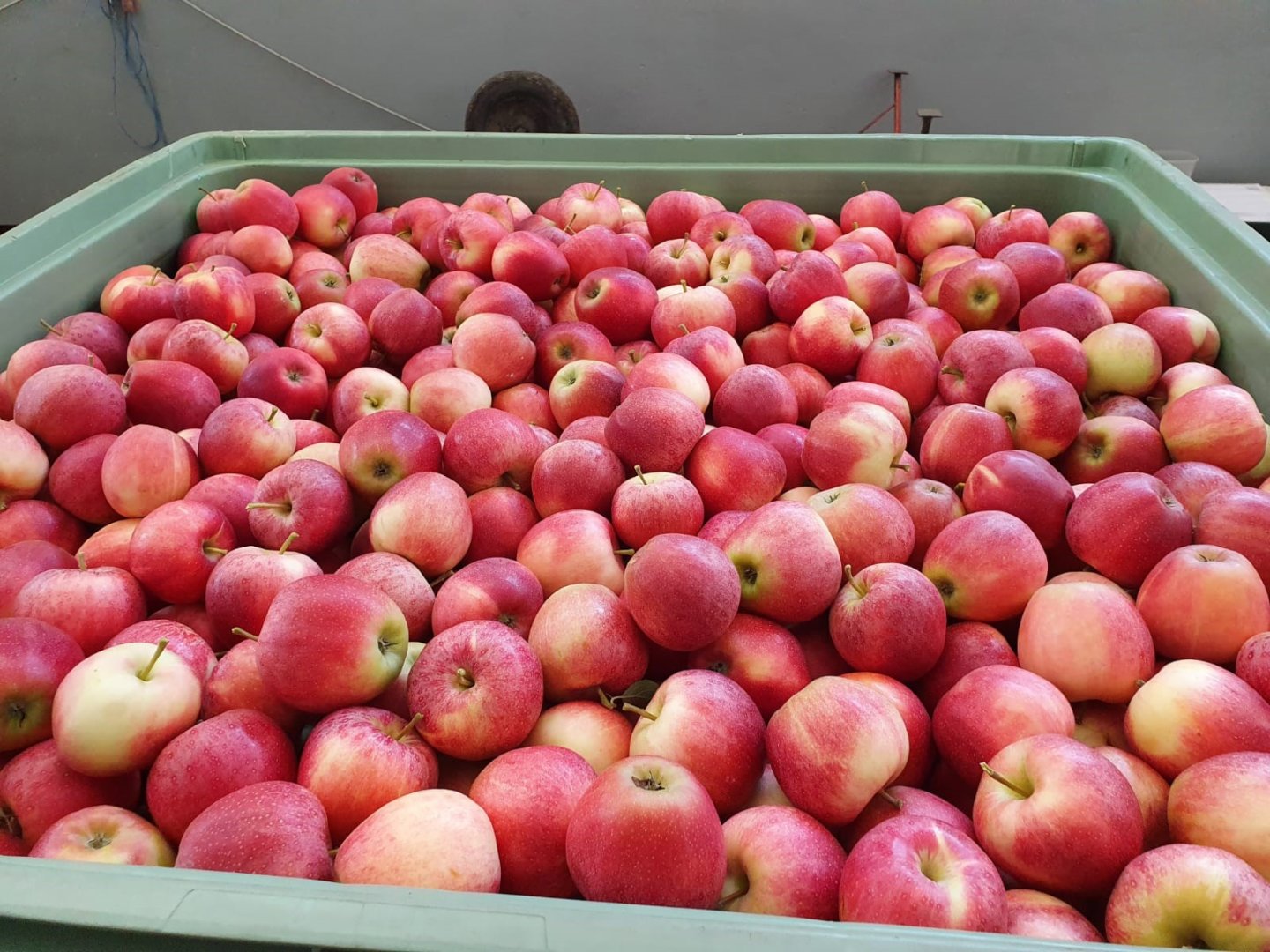 Langsamere Reifung, bessere Äpfel
