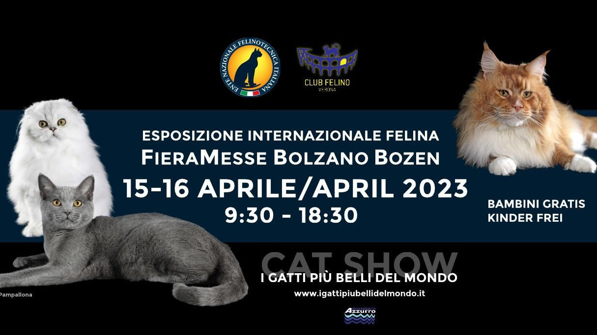 I gatti più belli del mondo
