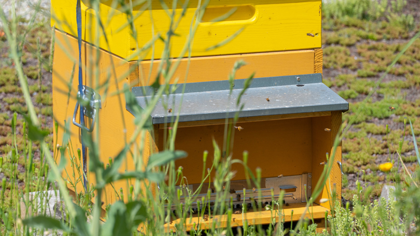 We give bees a chance.